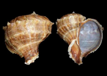 骨螺总科 Muricacea 蓝色动物学（中国动物学科普）